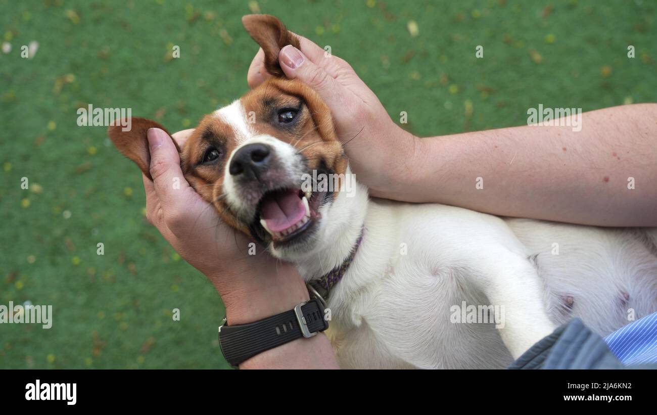 Male hands massage dog hi-res stock photography and images - Alamy