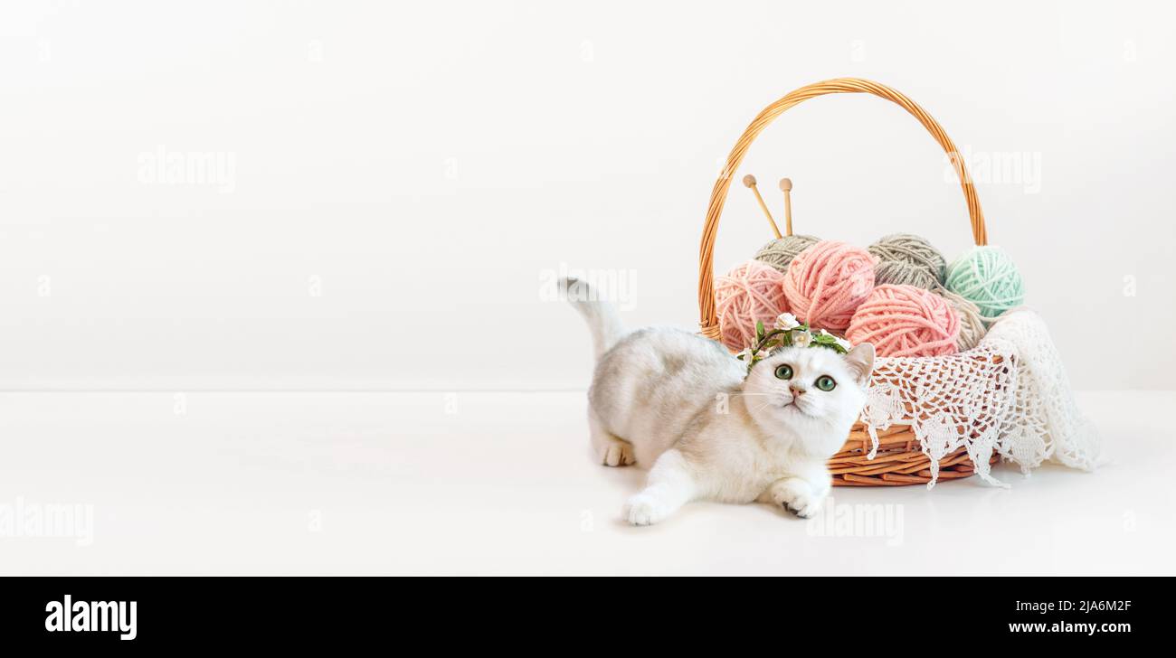 Basket with balls of thread with knitting needles and cute kitten on a ...