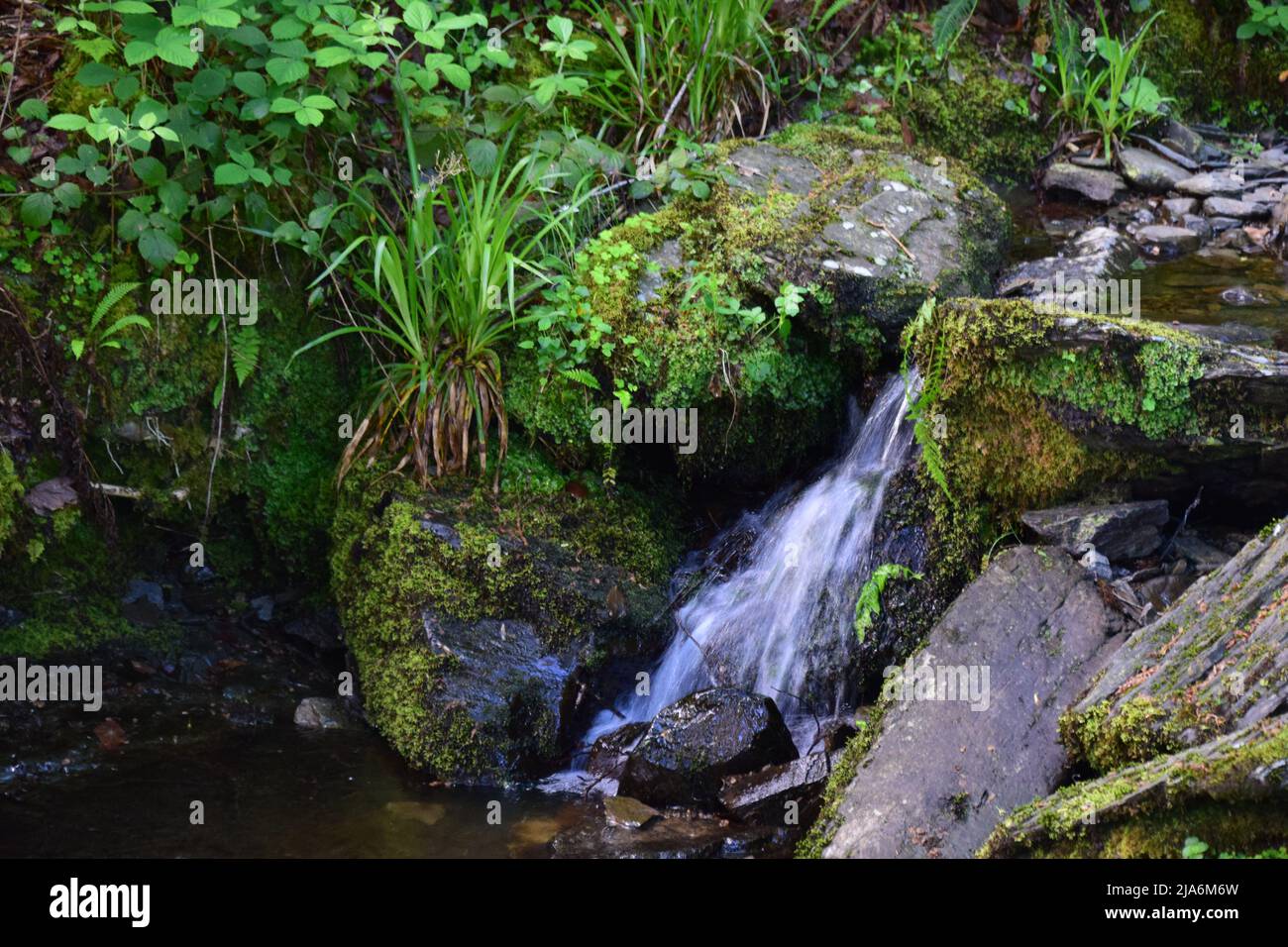 Woodland photography hi-res stock photography and images - Alamy