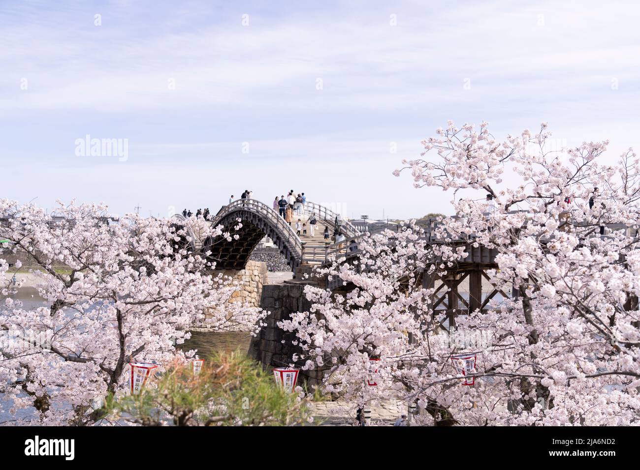 Kintaikyo Bridge and Cherry Blossom, Iwakuni, Yamaguchi Prefecture ...