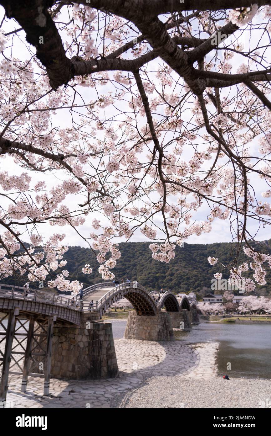 Kintaikyo Bridge and Cherry Blossom, Iwakuni, Yamaguchi Prefecture ...