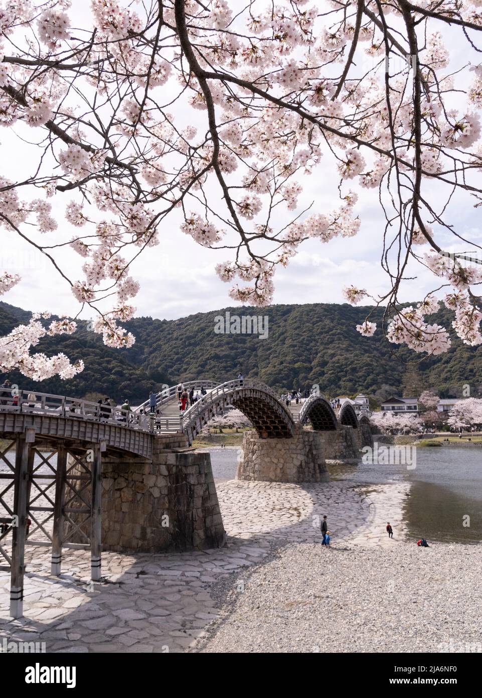 Kintaikyo Bridge and Cherry Blossom, Iwakuni, Yamaguchi Prefecture ...