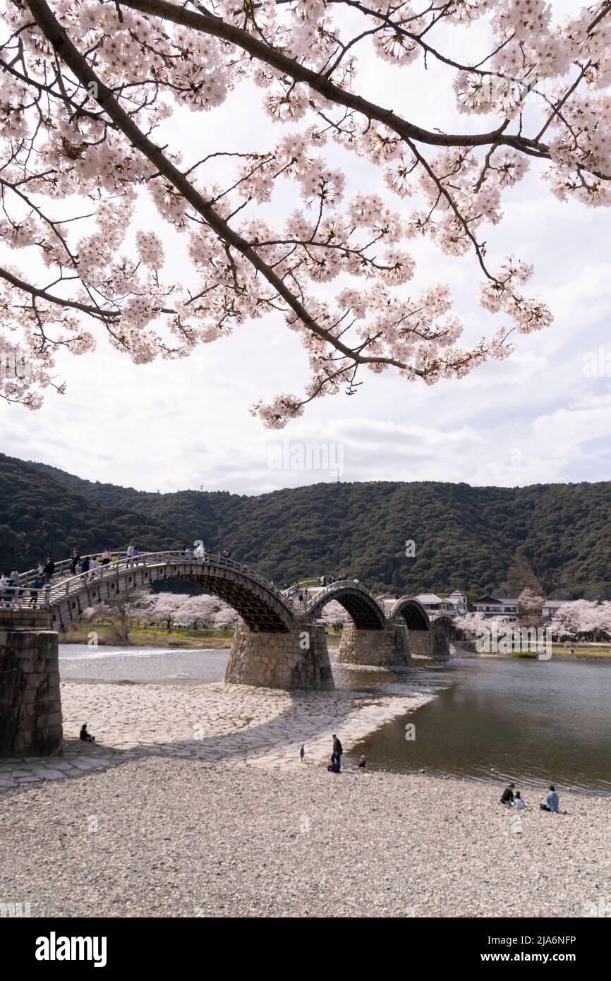 Kintaikyo Bridge and Cherry Blossom, Iwakuni, Yamaguchi Prefecture ...