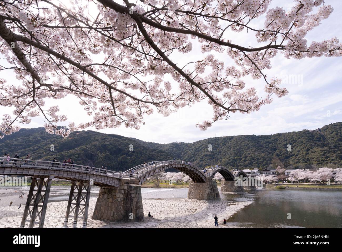 Kintaikyo Bridge and Cherry Blossom, Iwakuni, Yamaguchi Prefecture ...