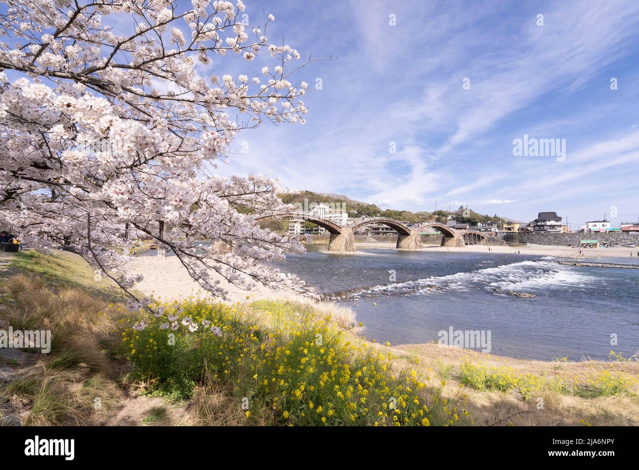 Kintaikyo Bridge and Cherry Blossom, Iwakuni, Yamaguchi Prefecture ...