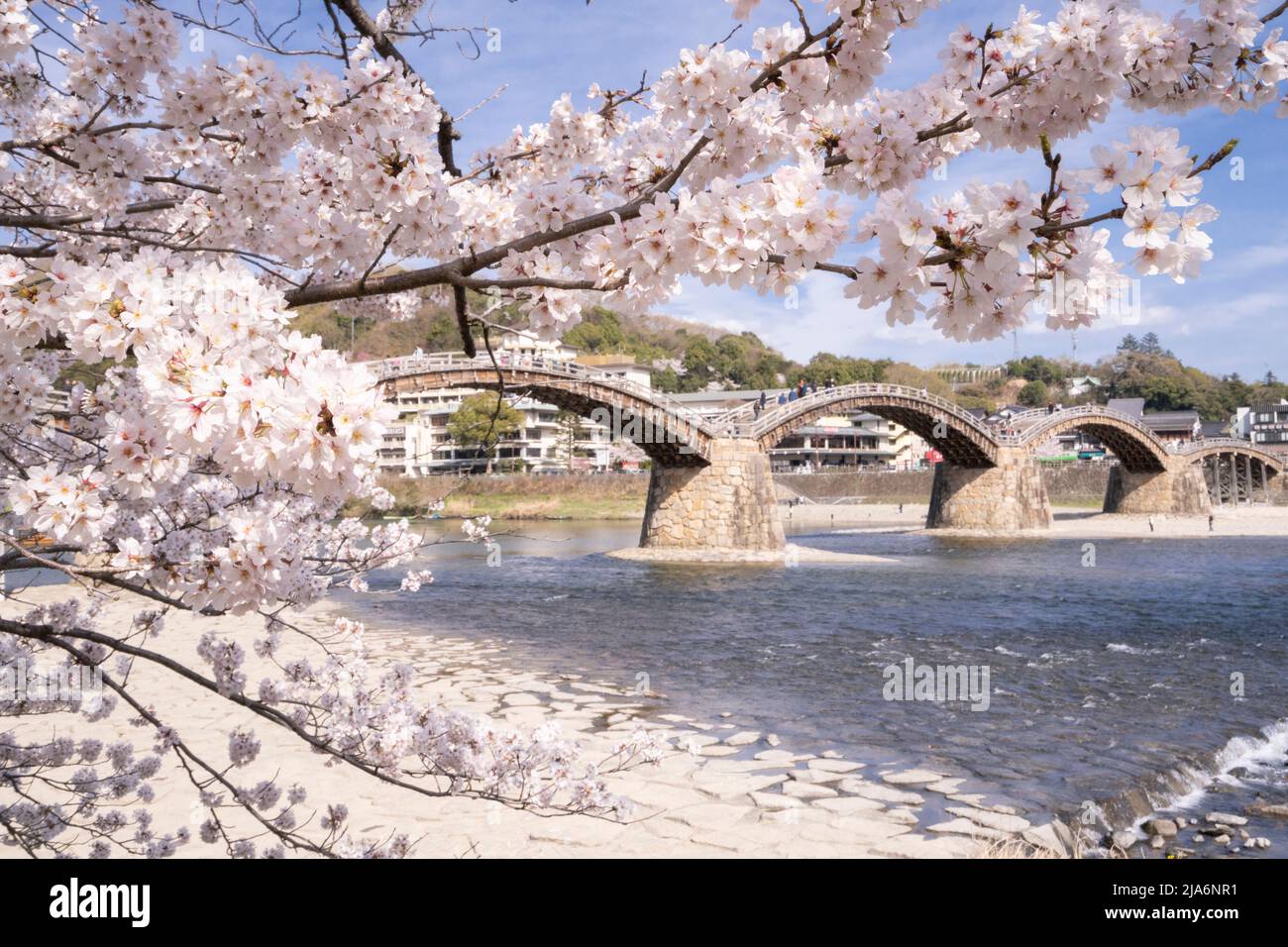 Kintaikyo Bridge and Cherry Blossom, Iwakuni, Yamaguchi Prefecture ...
