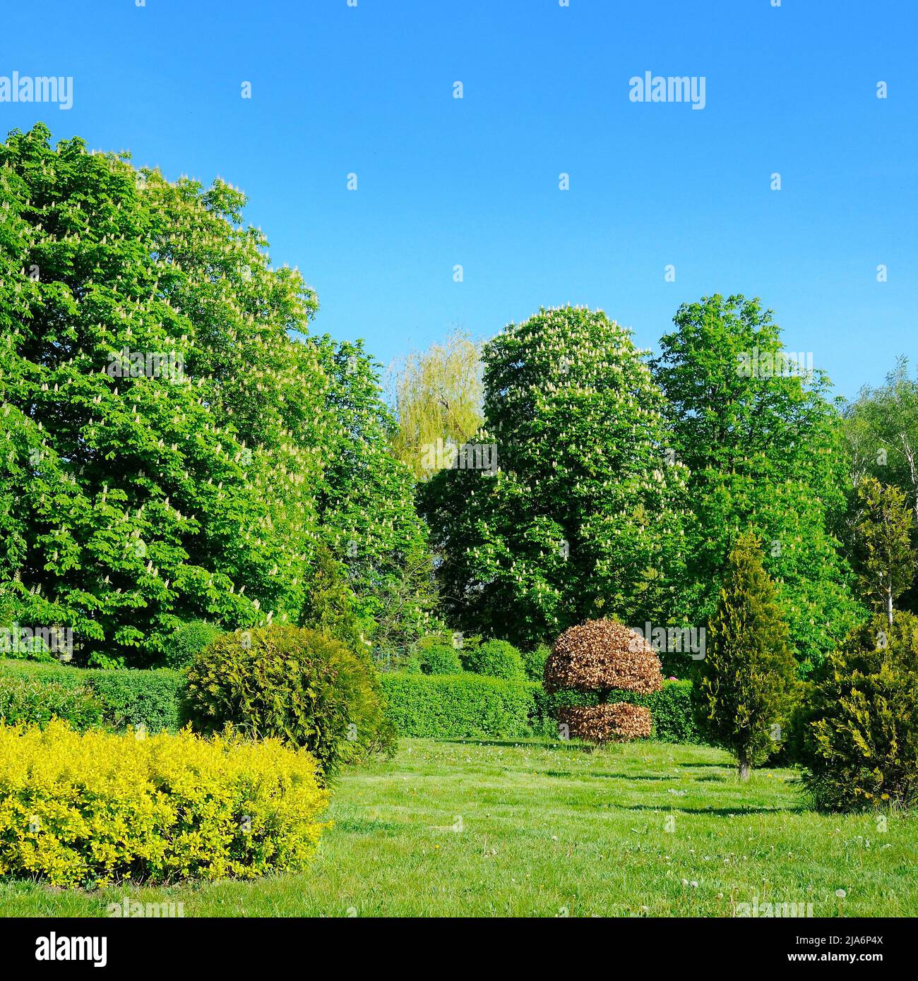 City garden with flowering chestnut trees, hedges and a green meadow ...
