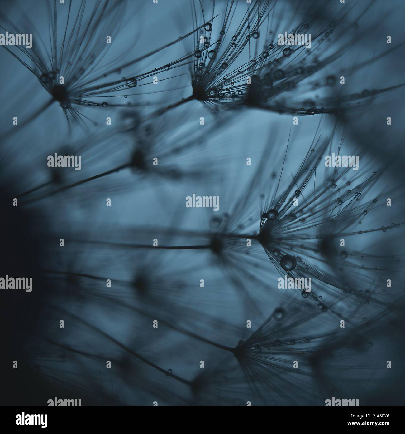 dandelion blowball flower with water drops super macro background Stock ...