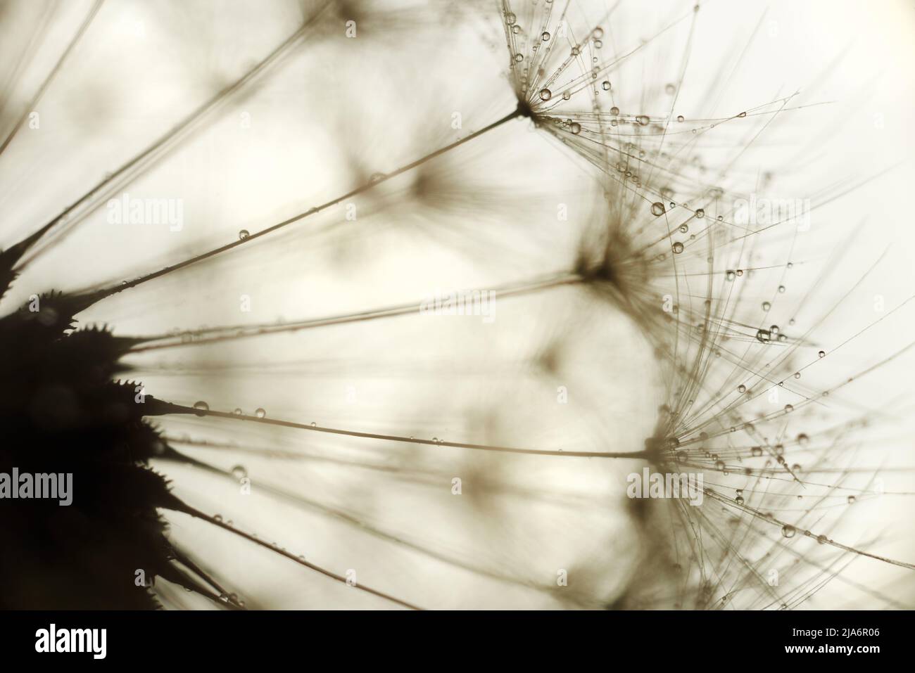 dandelion blowball flower with water drops super macro background Stock ...