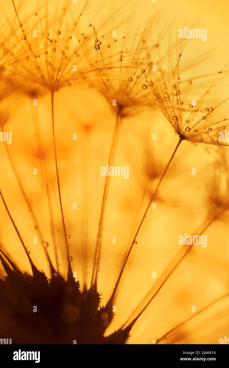dandelion blowball flower with water drops super macro background Stock ...