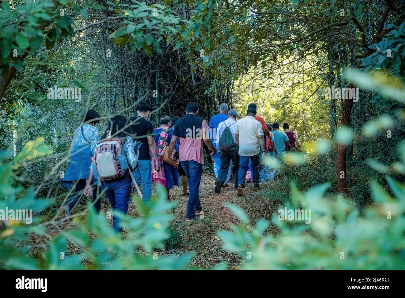 Group of people walking through forest area Stock Photo - Alamy