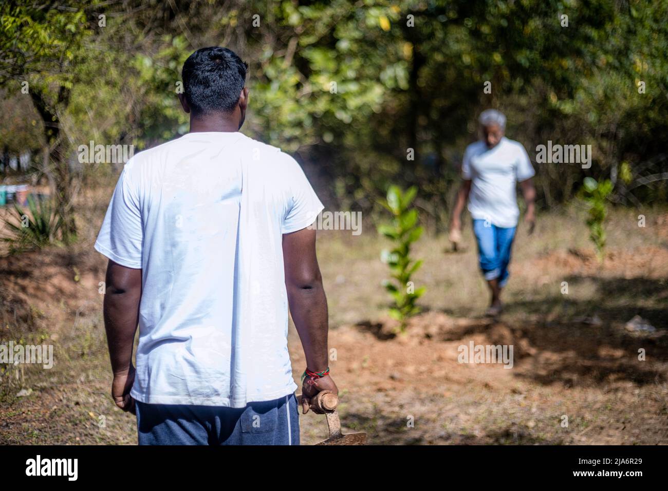 Asian people planting trees in forest area. group Stock Photo - Alamy