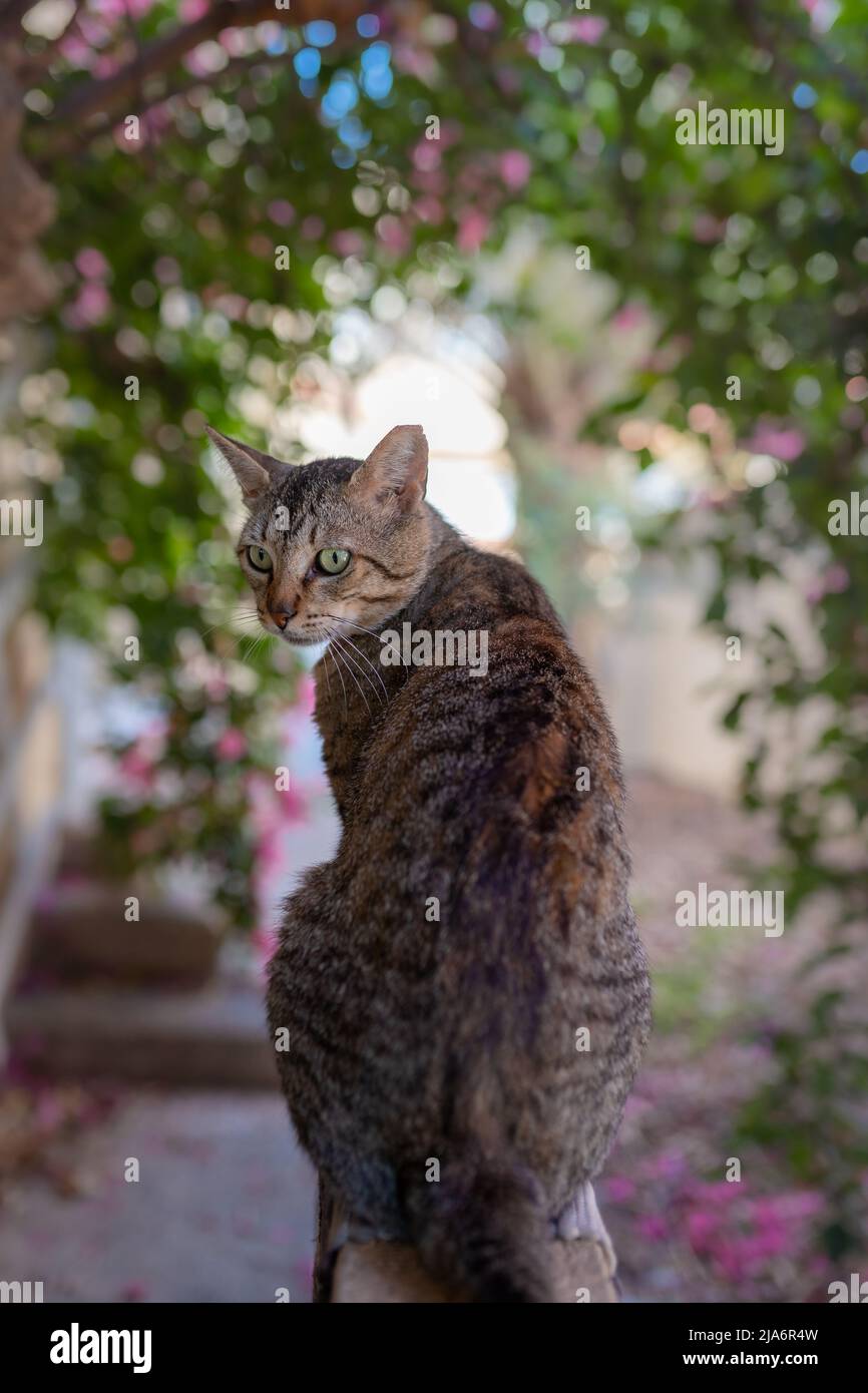Gray tabby cat with green eyes in a garden. vertical composition Stock ...