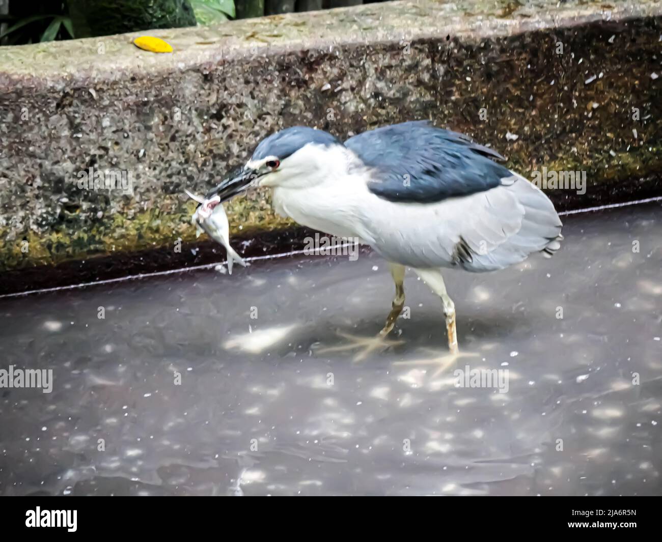 Fishing eating birds hi-res stock photography and images - Alamy