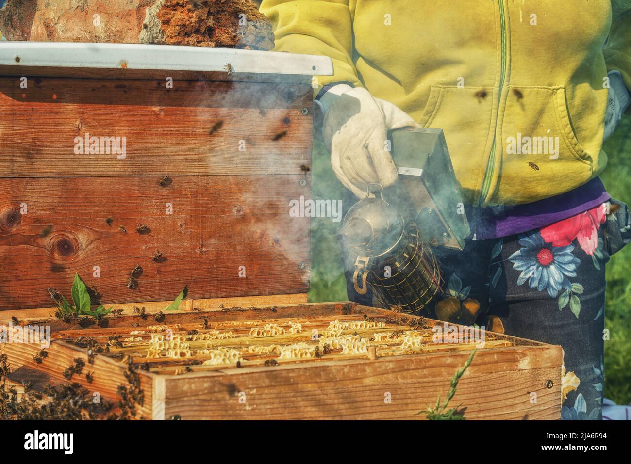 Smoke beekeeper for processing bees by smoke Stock Photo - Alamy
