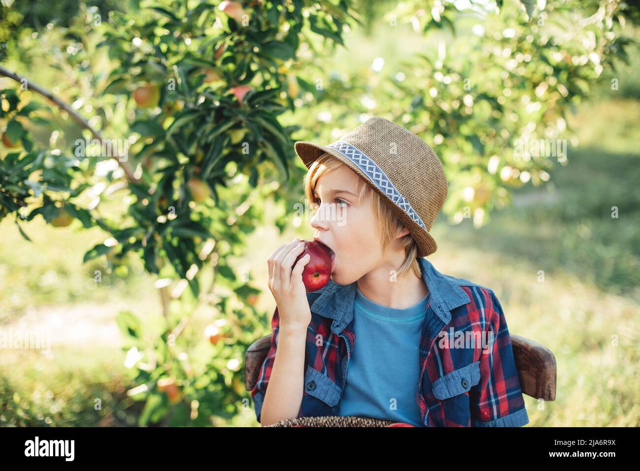 Child picking apples on farm in autumn. Healthy nutrition. Kid eating ...