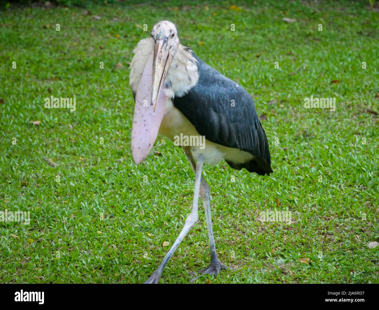 Lesser adjutant stork (Leptoptilos javanicus) is a large wading bird in ...