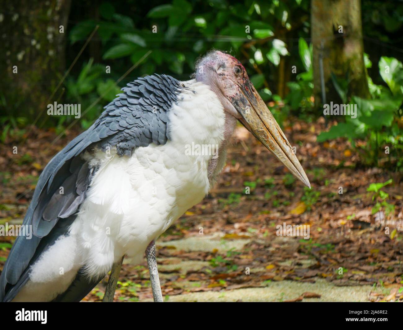 Lesser adjutant stork (Leptoptilos javanicus) is a large wading bird in ...
