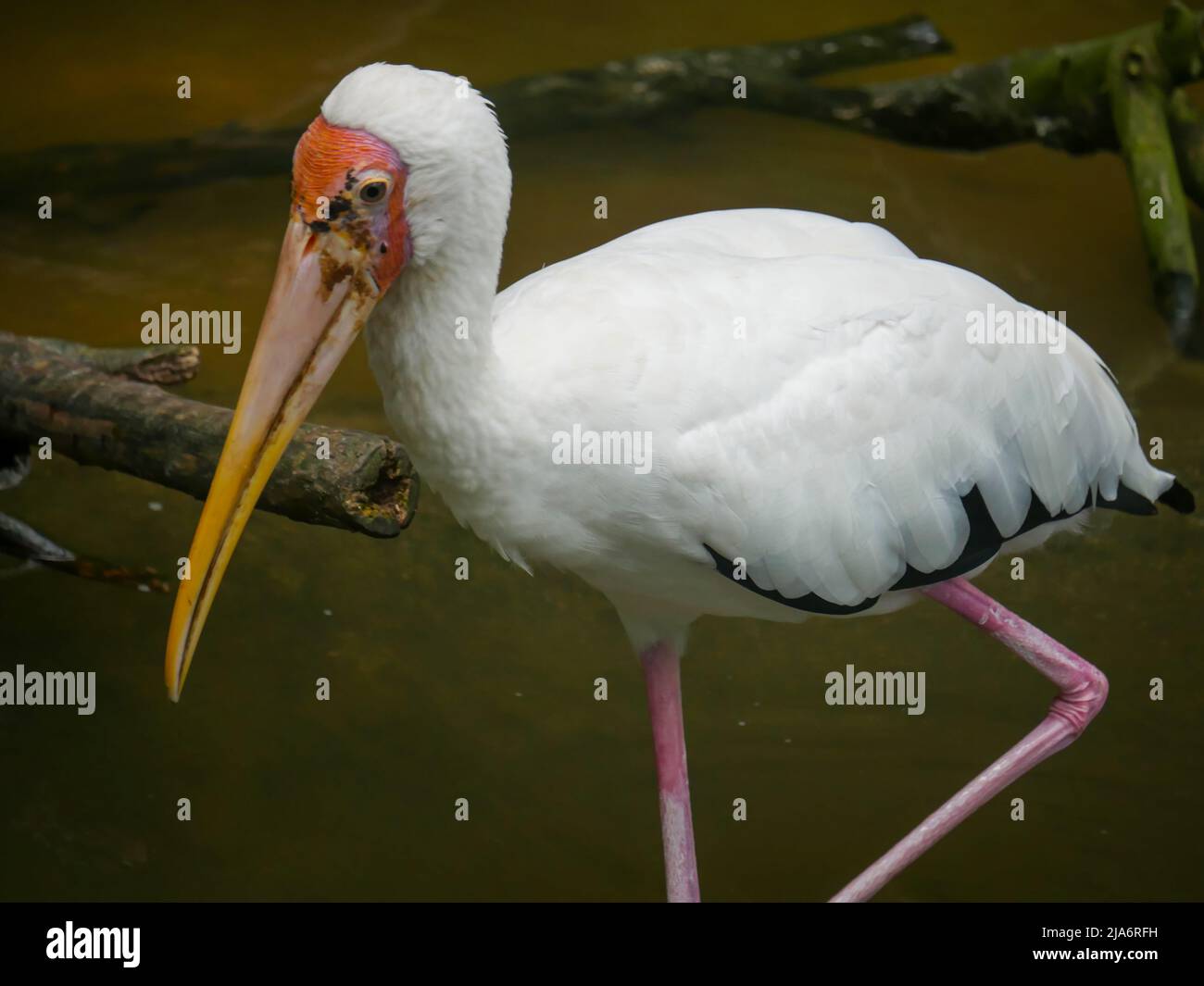 Asian aquatic birds hi-res stock photography and images - Alamy
