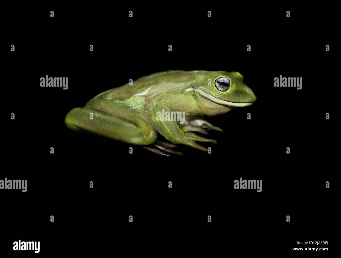 Transparent Frog