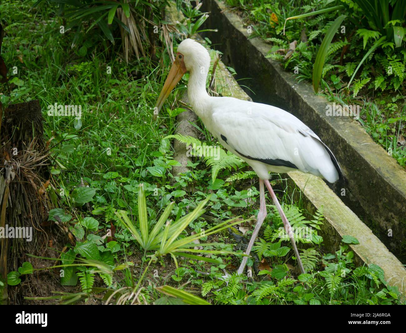 Stork species hi-res stock photography and images - Alamy