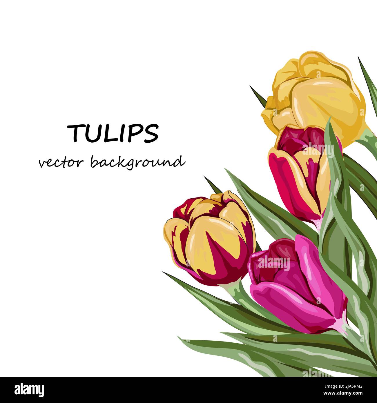 Tulips flowers hand drawn colorful vector background or poster layout ...