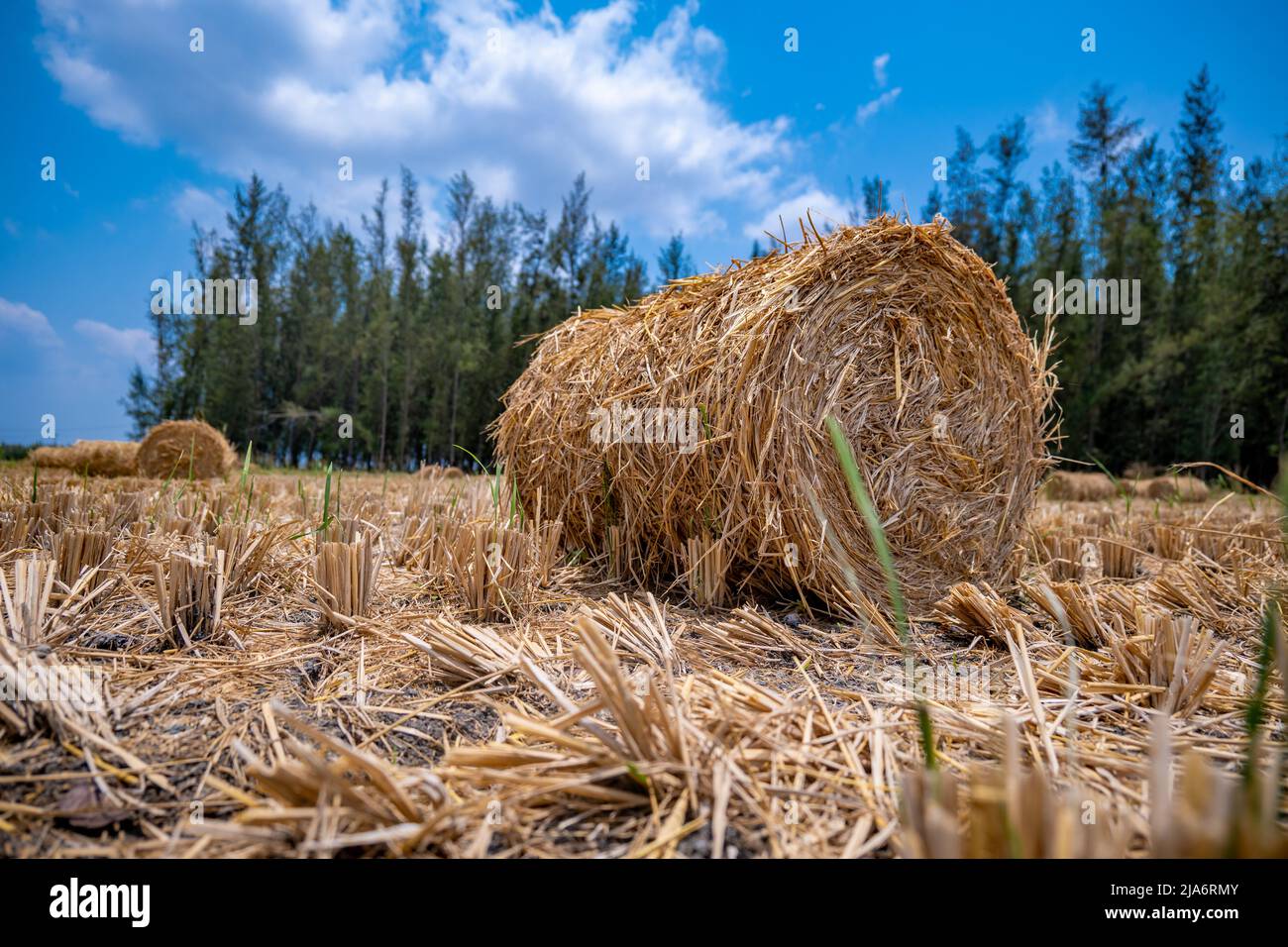 hay bale in the field Rice Stock Photo - Alamy