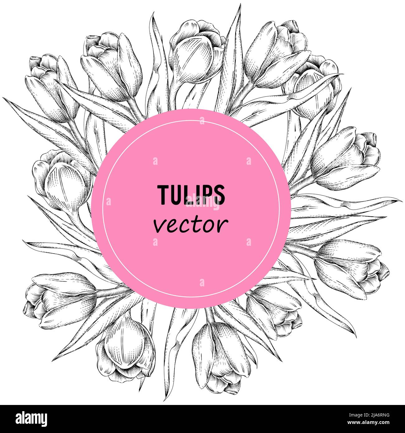 Tulips flowers hand drawn vector background for poster layout, sketch ...