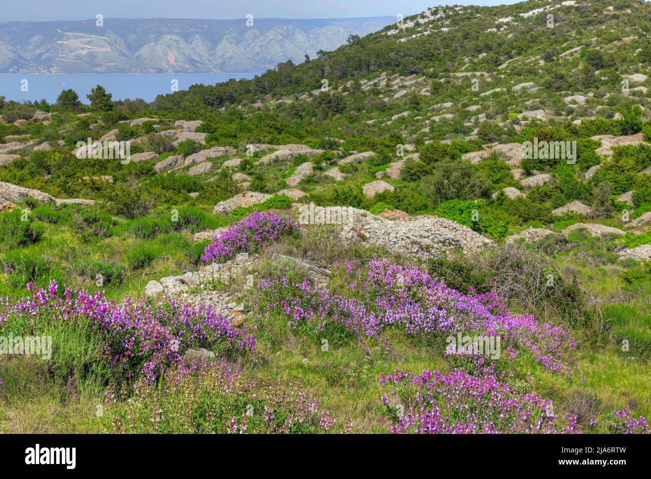 Hvar, Dalmatia, Croatia, Europe Stock Photo - Alamy