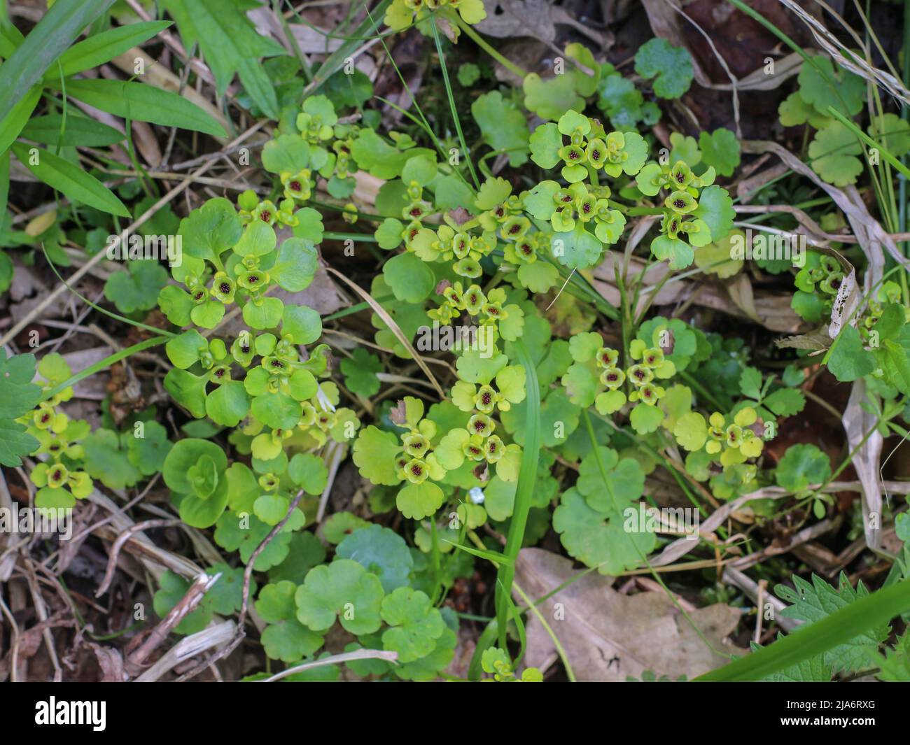 Alternate-leaved golden-saxifrage plant (latin name: Chrysosplenium ...