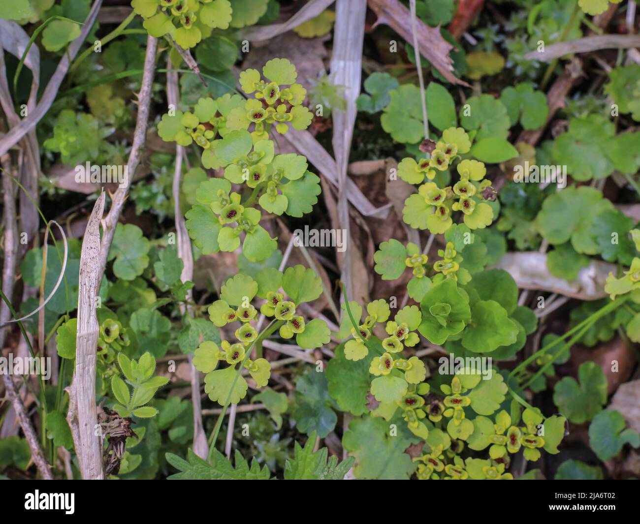 Alternate-leaved golden-saxifrage plant (latin name: Chrysosplenium ...