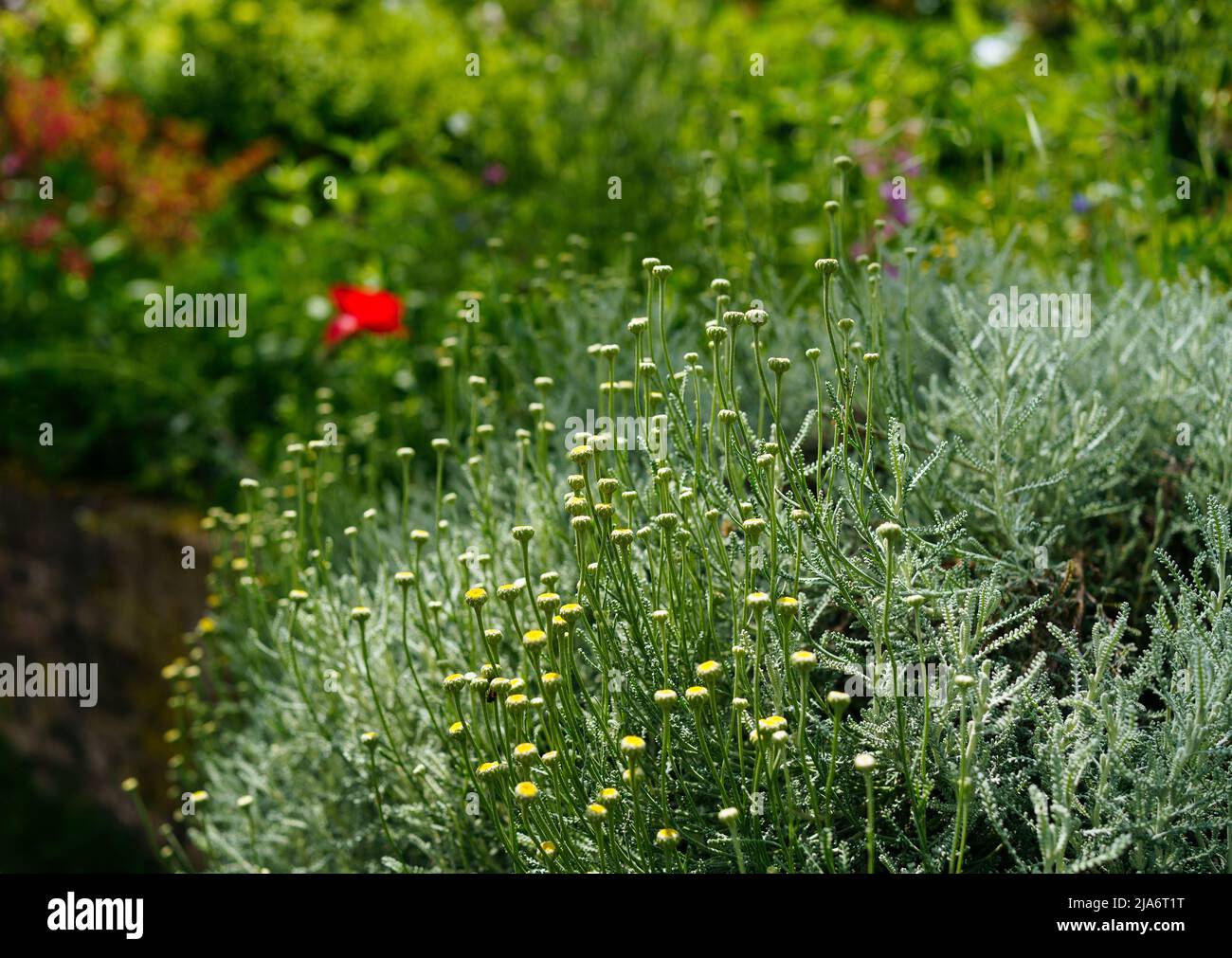 Summer garden blooming flowers background Stock Photo - Alamy