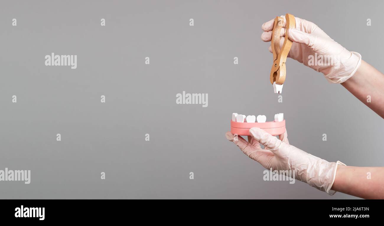 Banner with dentist hands pulling tooth with forceps out of jaw model ...