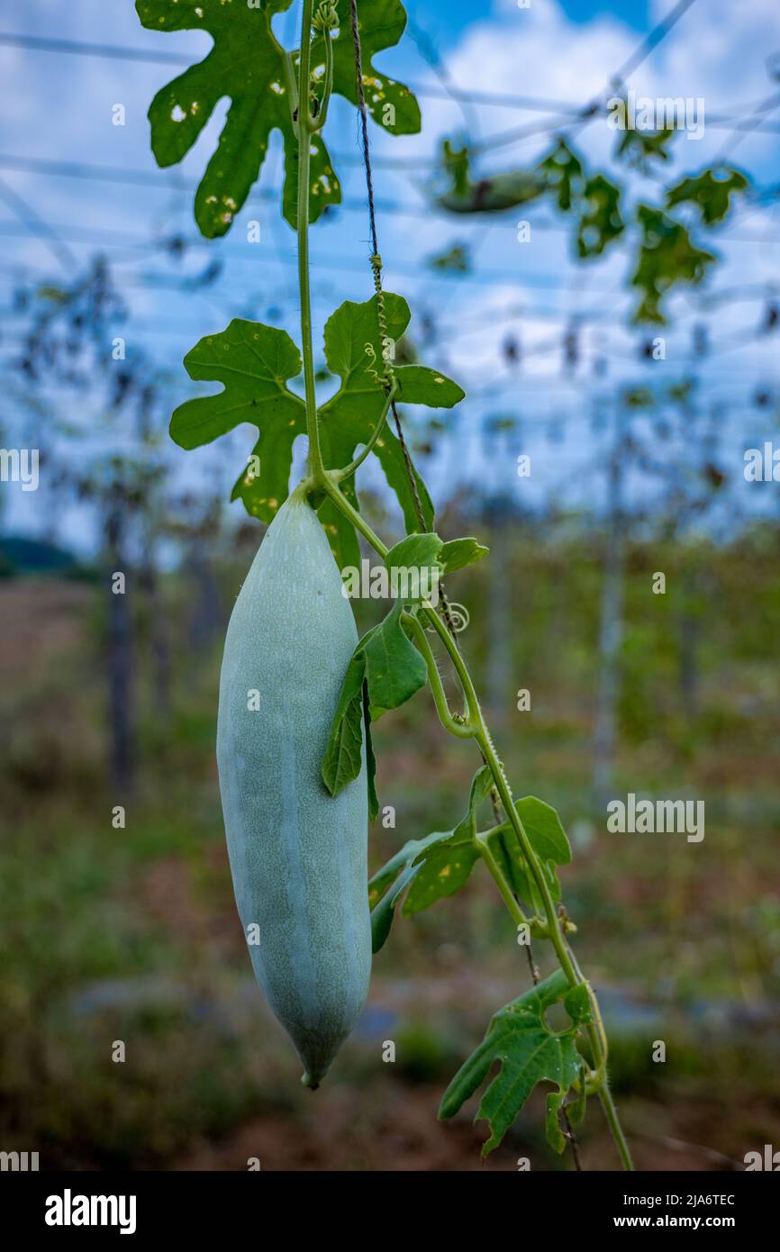 Snake gourd farm hi-res stock photography and images - Alamy