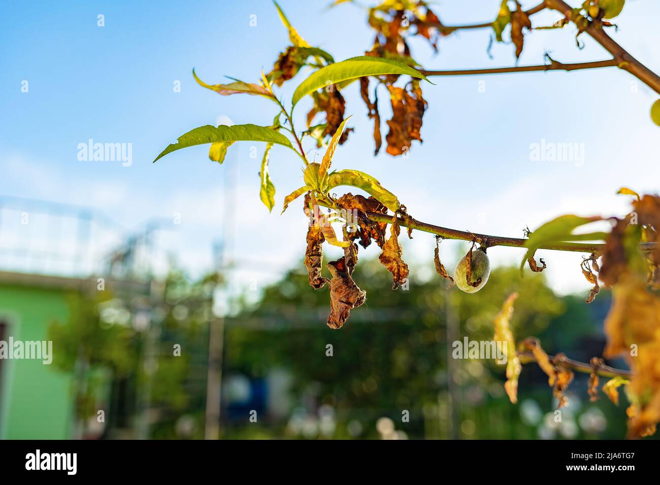 A dead branch and withered leaves on a fruit tree, close-up. Outdoor ...