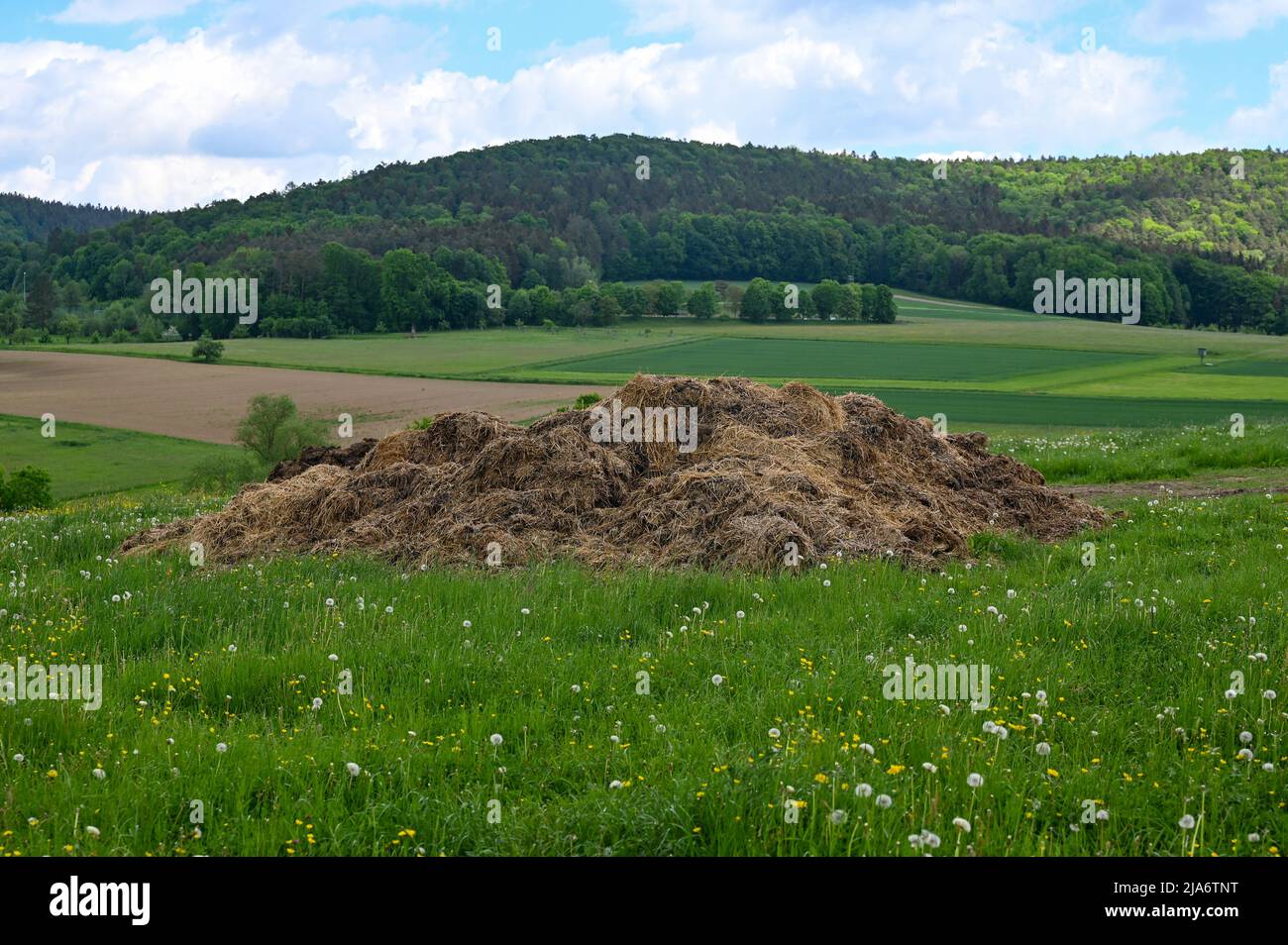 A dung heap in the wild, on a green meadow, in front of a forest Stock ...