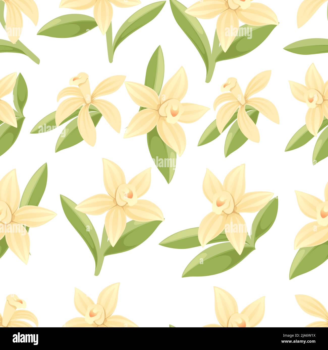 Seamless pattern of vanilla flowers vector illustration on white ...