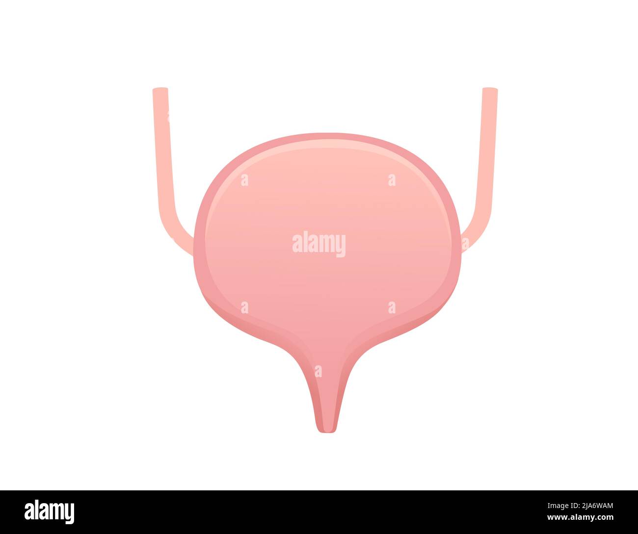 Human bladder cartoon design human anatomy organ vector illustration on ...