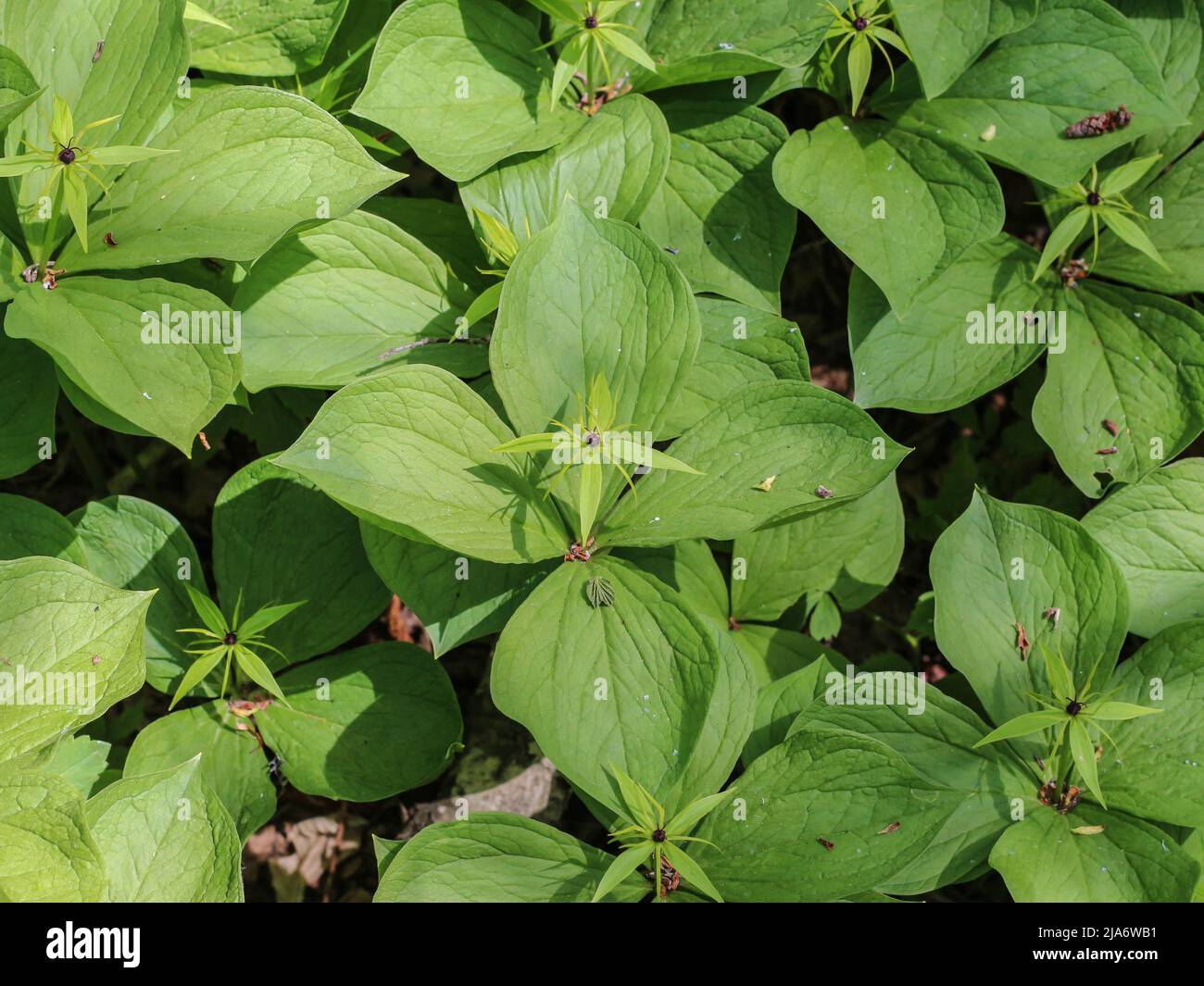 Green leaves of plant called the true lover's knot (latin name: Paris ...