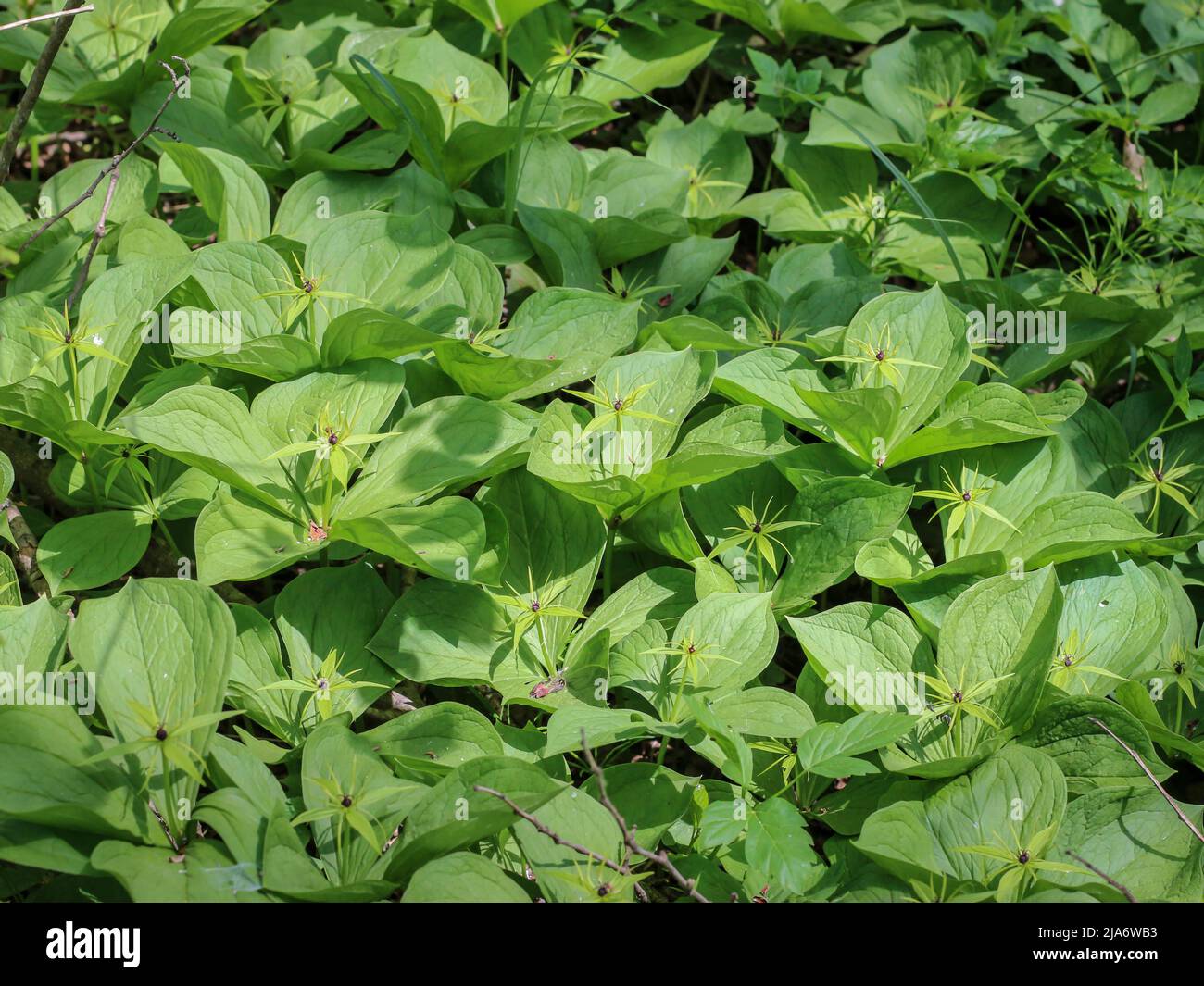 Green leaves of plant called the true lover's knot (latin name: Paris ...