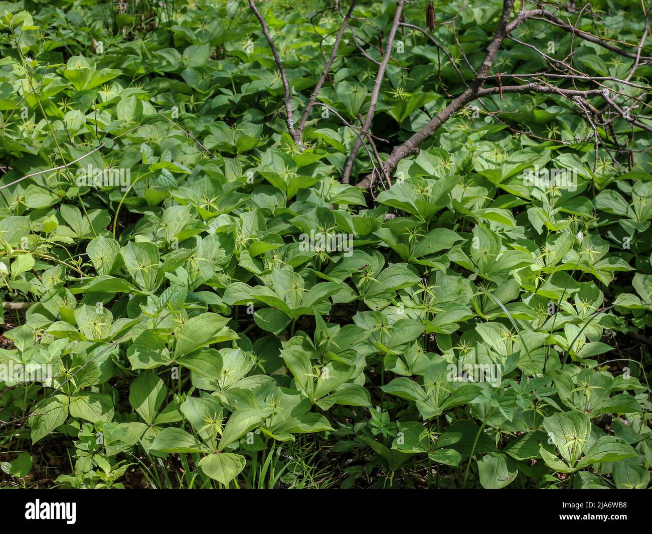 Green leaves of plant called the true lover's knot (latin name: Paris ...