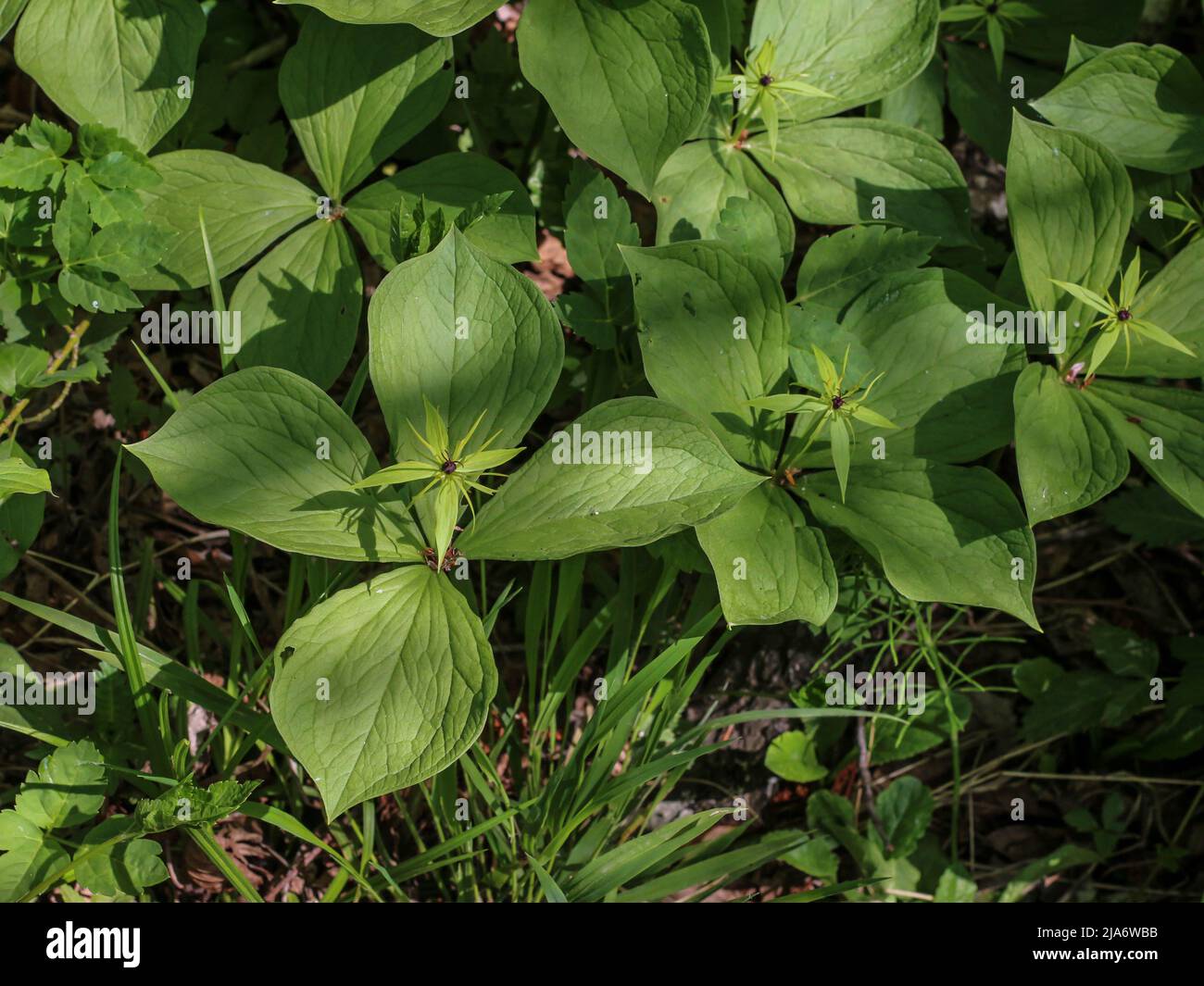 Green leaves of plant called the true lover's knot (latin name: Paris ...
