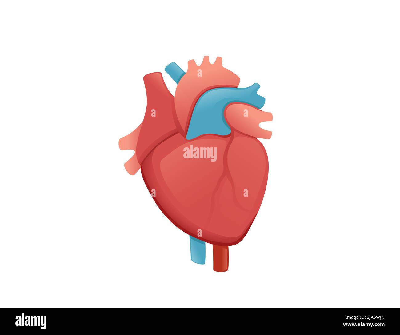 Cartoon Heart Organ