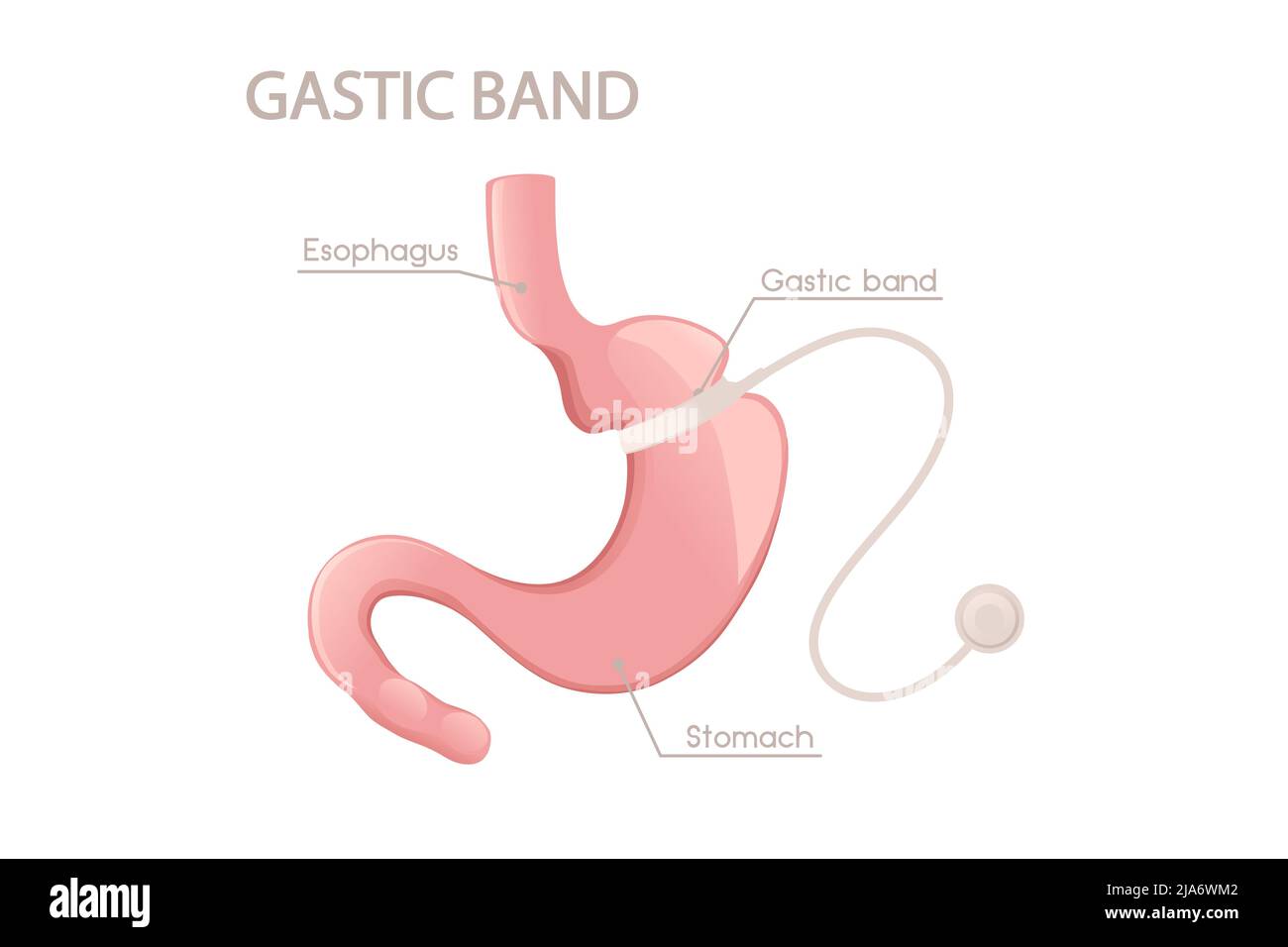 Human Stomach cartoon design human anatomy organ vector illustration on ...