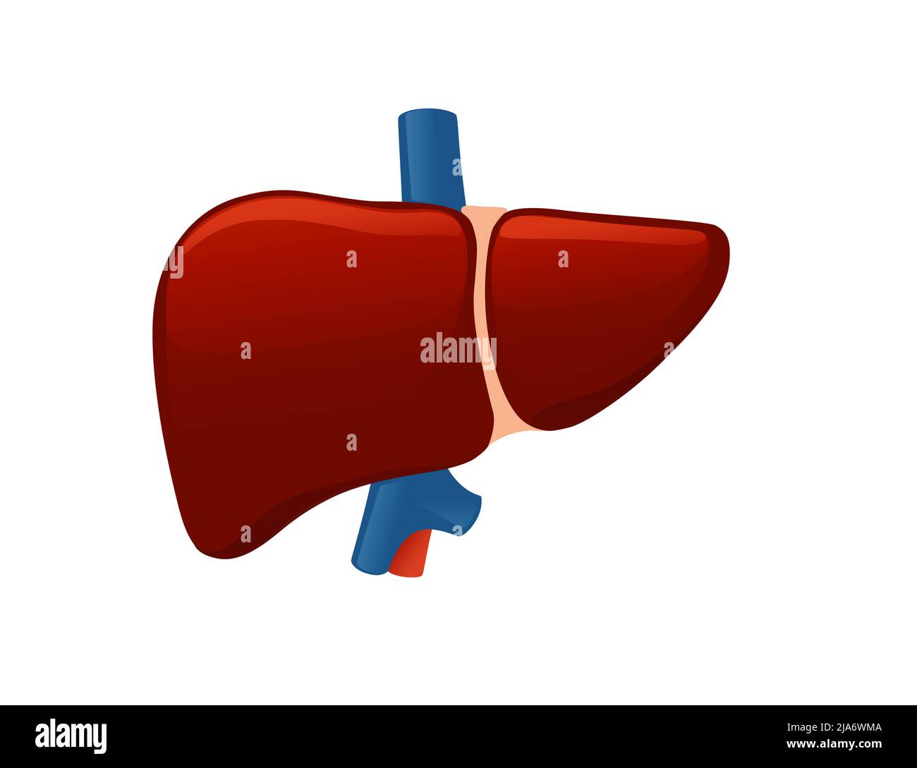 Human liver cartoon design human anatomy organ vector illustration on ...