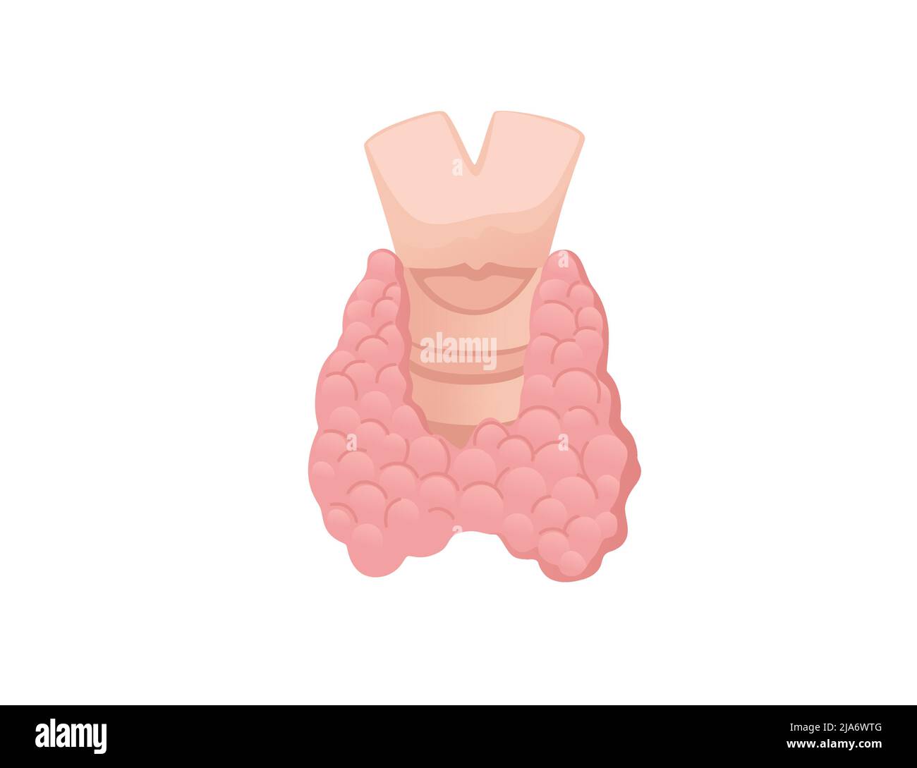 Human thyroid cartoon design human anatomy organ vector illustration on ...