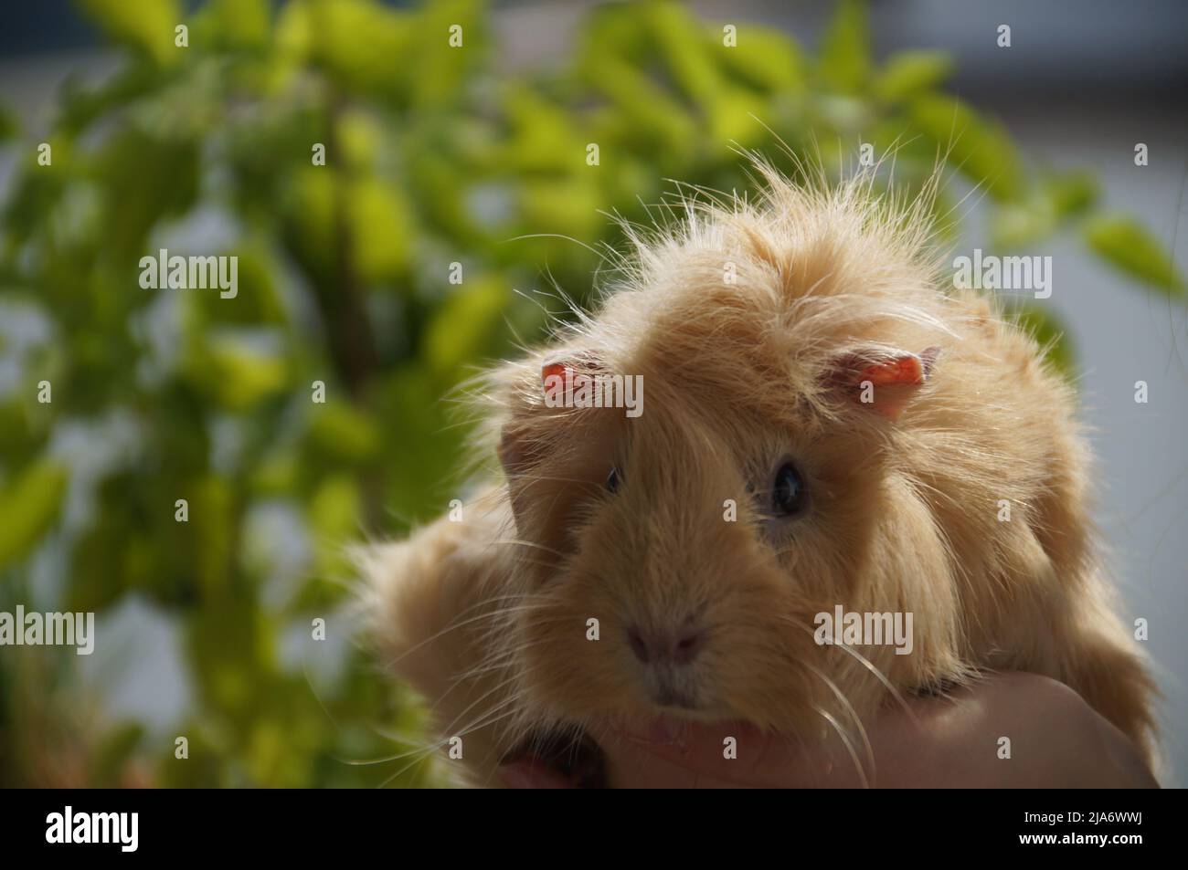 Guinea pig in the spring Stock Photo - Alamy