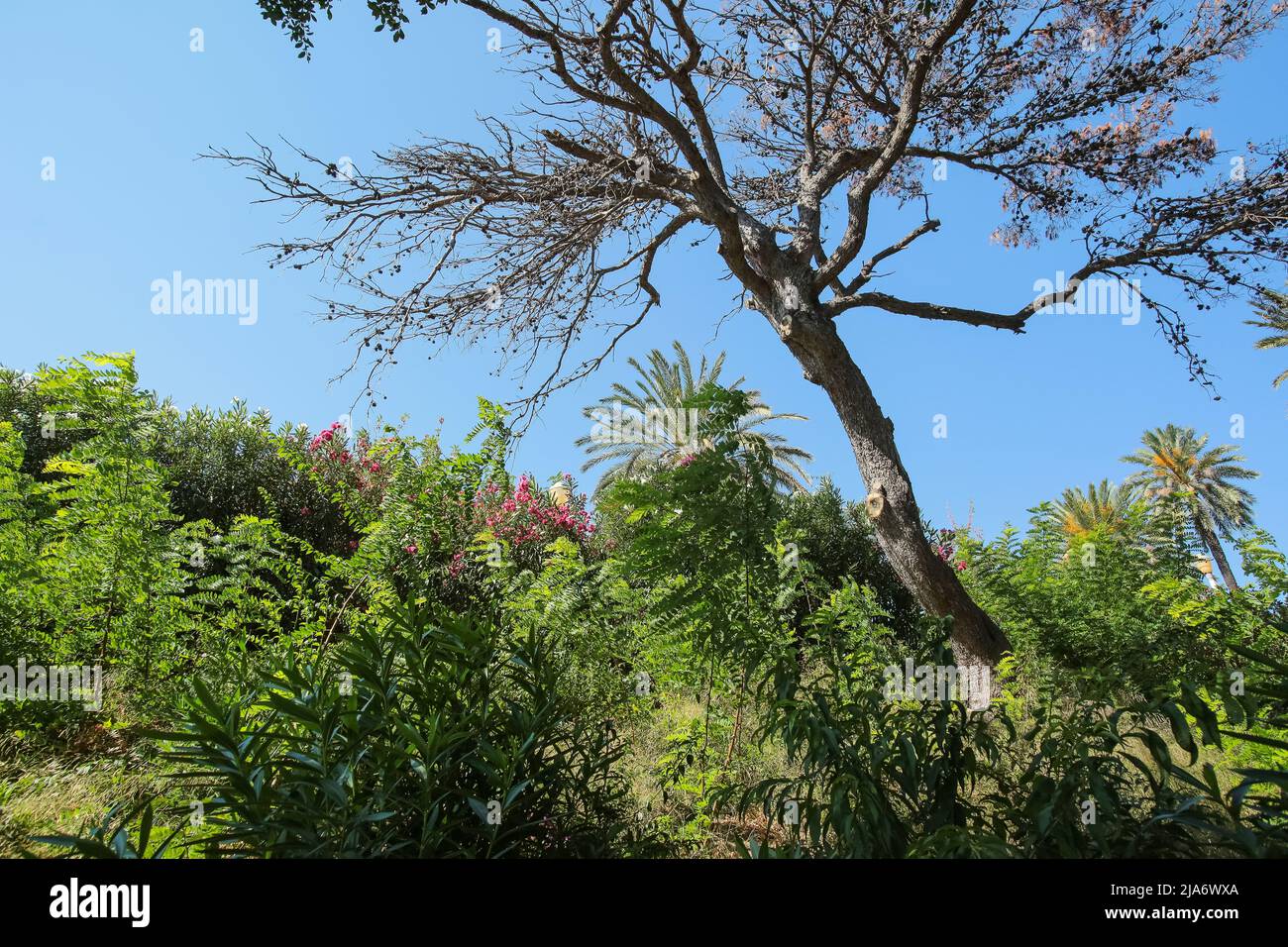 Design in the garden around the medieval ancient old town located in ...