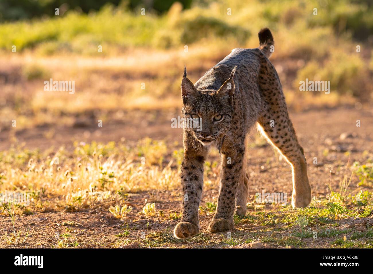 Iberian lynx, Lynx pardinus, wild cat endemic to Iberian Peninsula in ...