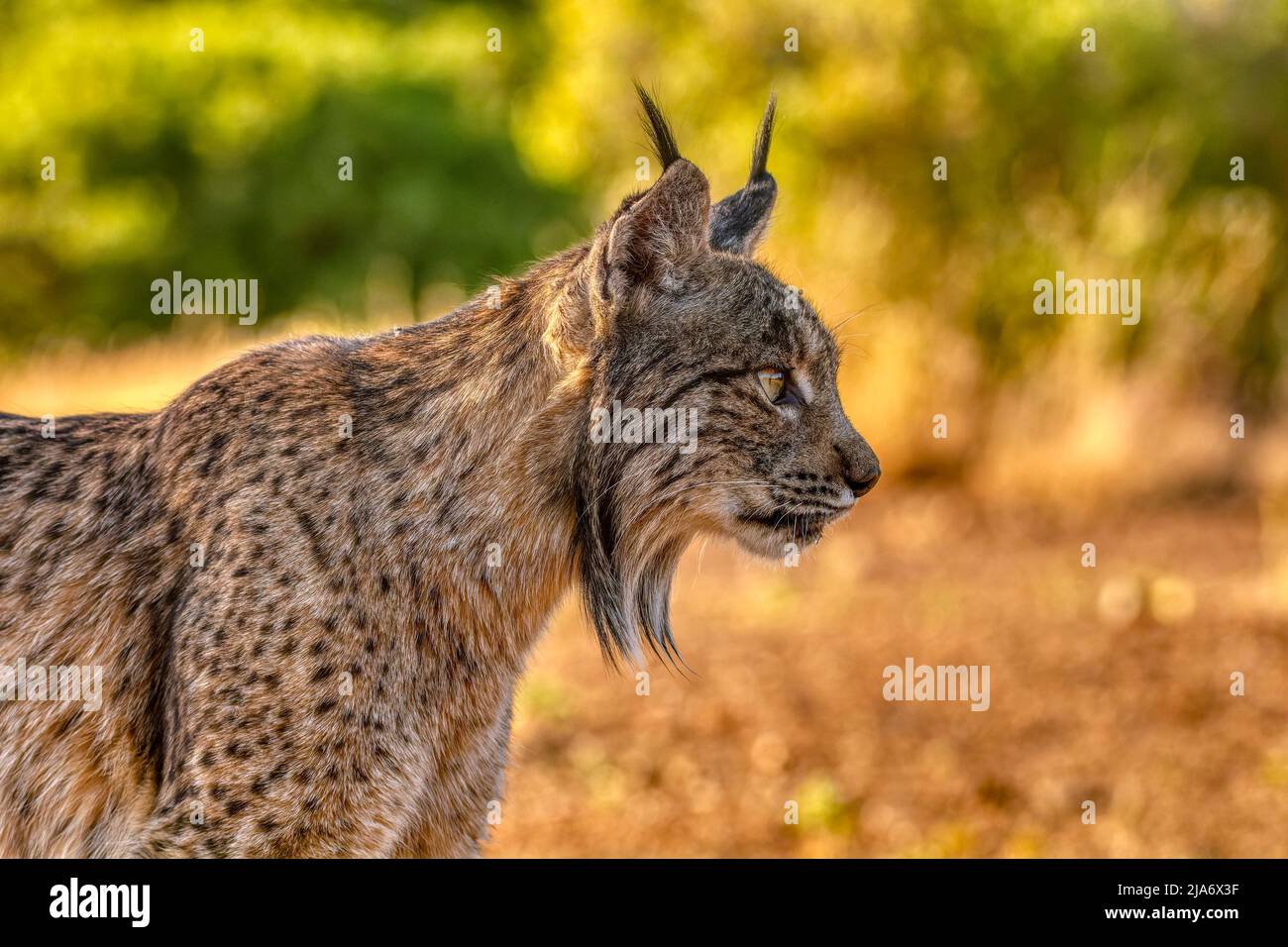 Iberian lynx, Lynx pardinus, wild cat endemic to Iberian Peninsula in ...